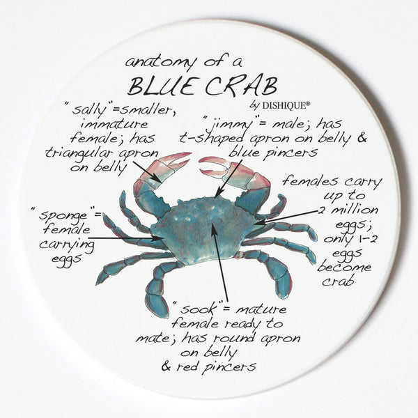 Blue Crab Anatomy
